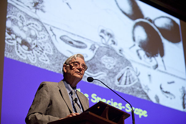 'Settle down,' warns E.O. Wilson — Harvard Gazette