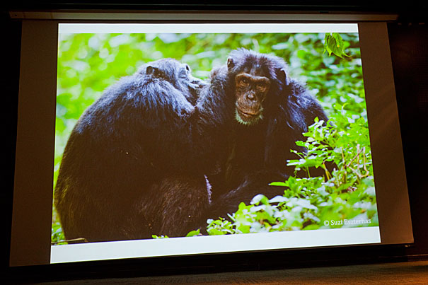 Looking at chimp’s future, seeing man’s — Harvard Gazette