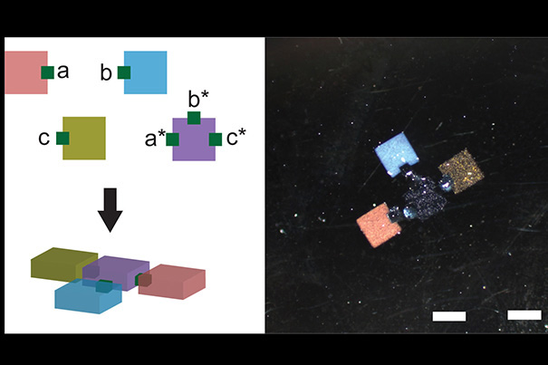 DNA glue directs tiny gel ‘bricks’ to self-assemble — Harvard Gazette