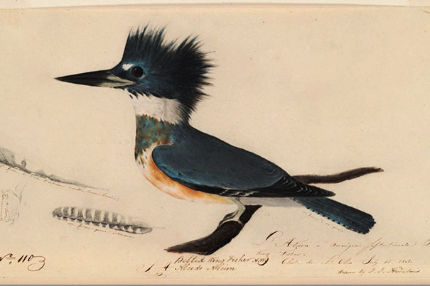 The early Audubon — Harvard Gazette