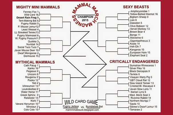 March mammal madness — Harvard Gazette