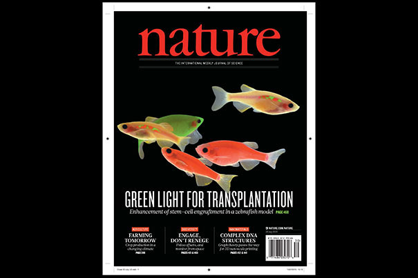 Zebrafish reveal drugs that may improve bone marrow transplant ...