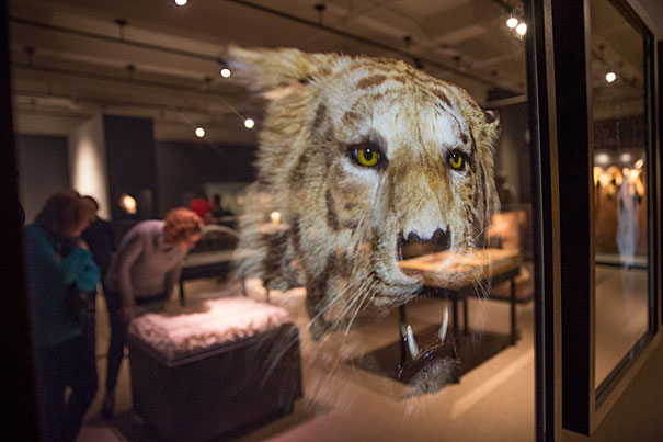 Drawing the eye to extinction — Harvard Gazette