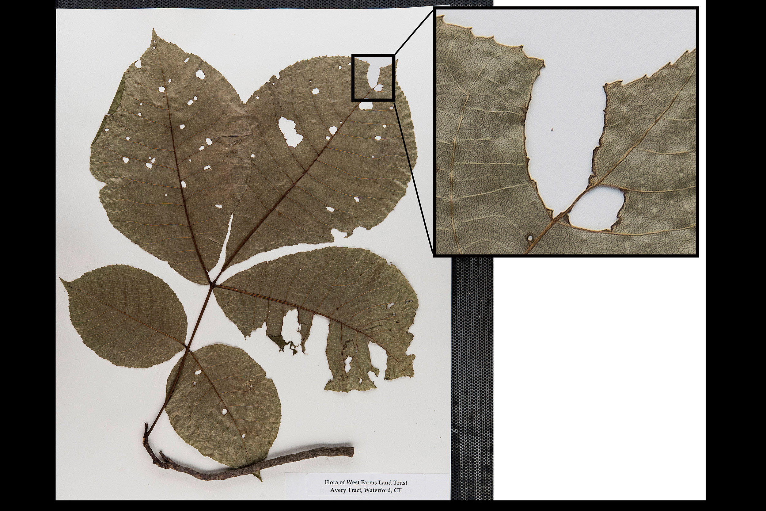 A 100-year-old plant collection is key in understanding insect damage ...