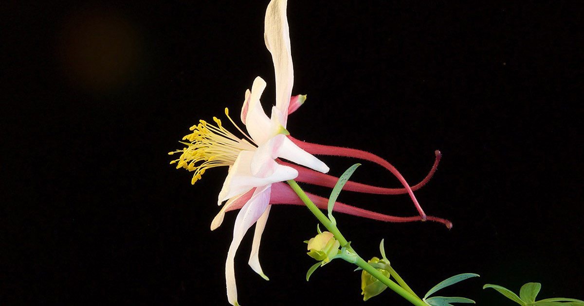 Harvard alumna and researchers ID gene critical to floral nectar spurs ...