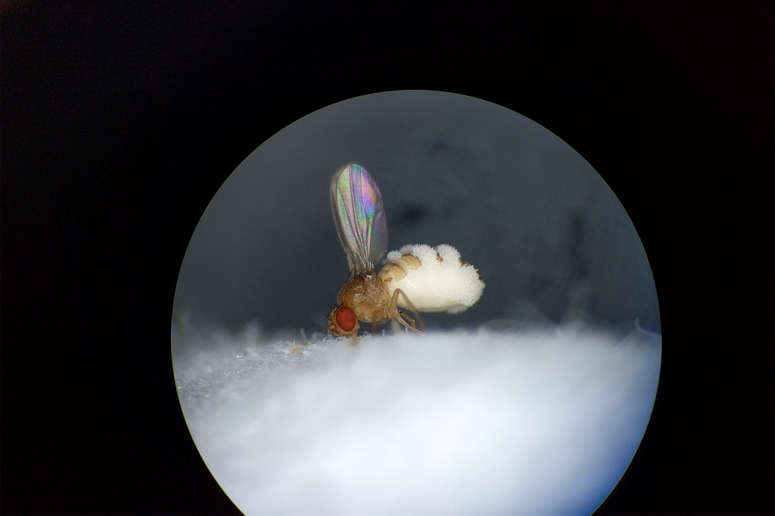How a mind-controlling fungal parasite turns insects into zombies ...