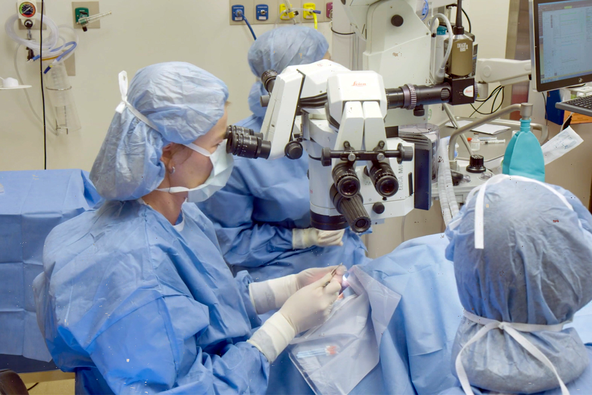 Birth control for cats is effective, but ‘ahead of its time’ — Harvard ...